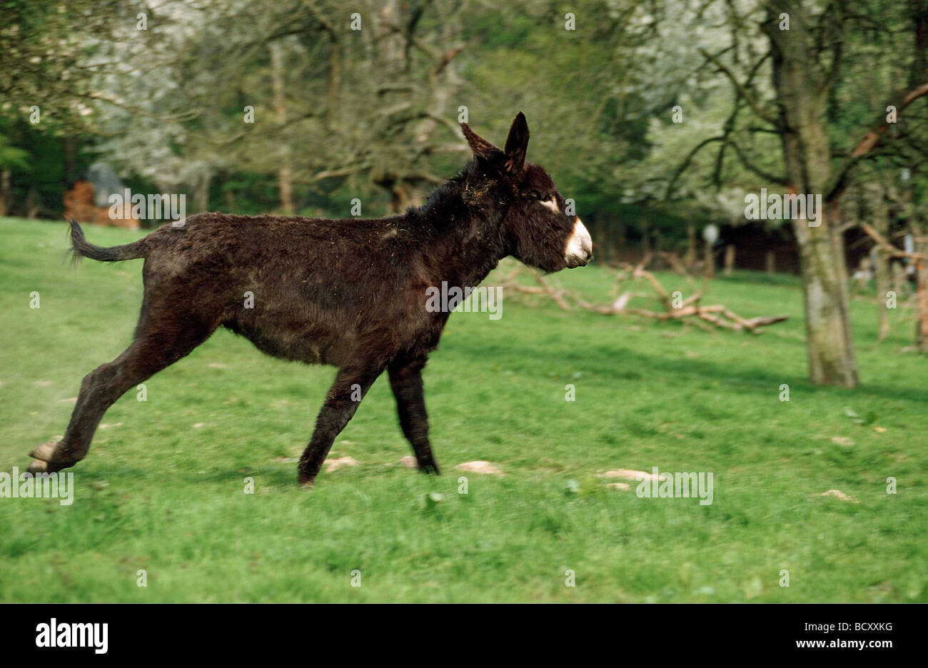 Burros running hi-res stock photography and images - Alamy