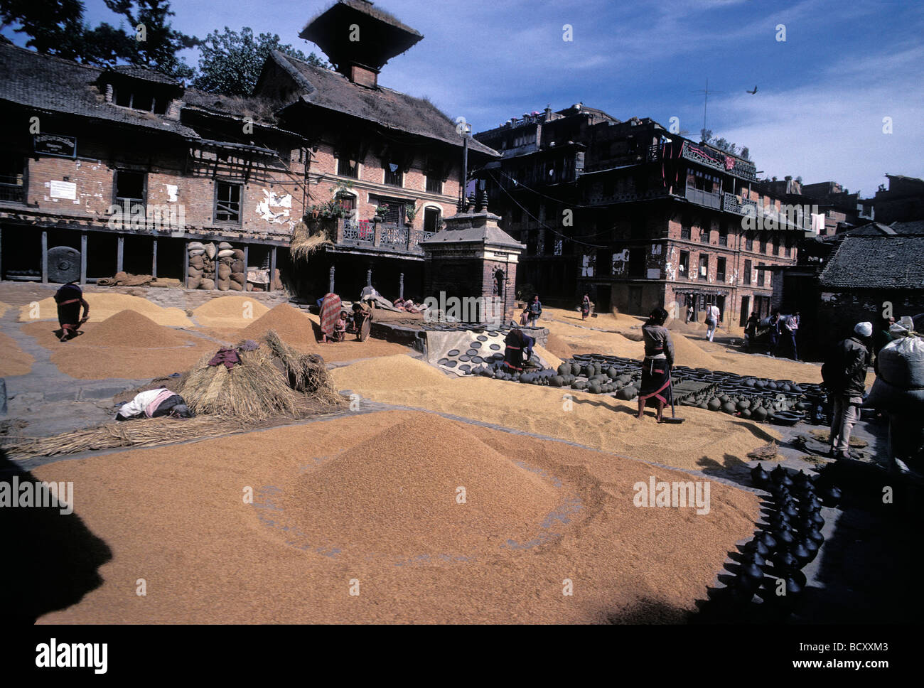 Rice harvest spread out to dry in streets of Patan Kethmandu Nepal ...