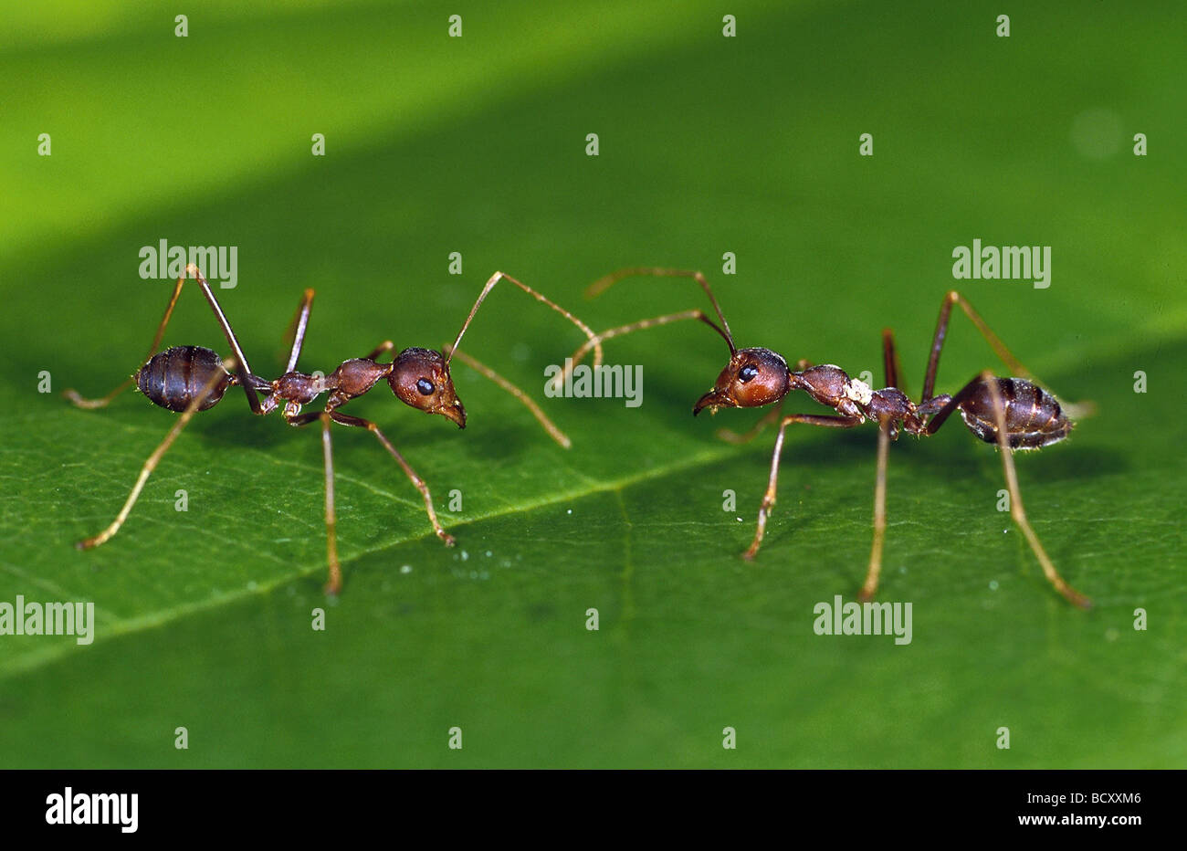 Two ants hi-res stock photography and images - Alamy