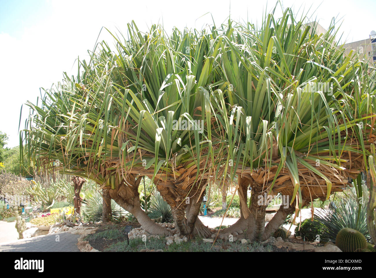 Pandanus veitchii Veitch s screwpine Stock Photo, Royalty Free Image ...