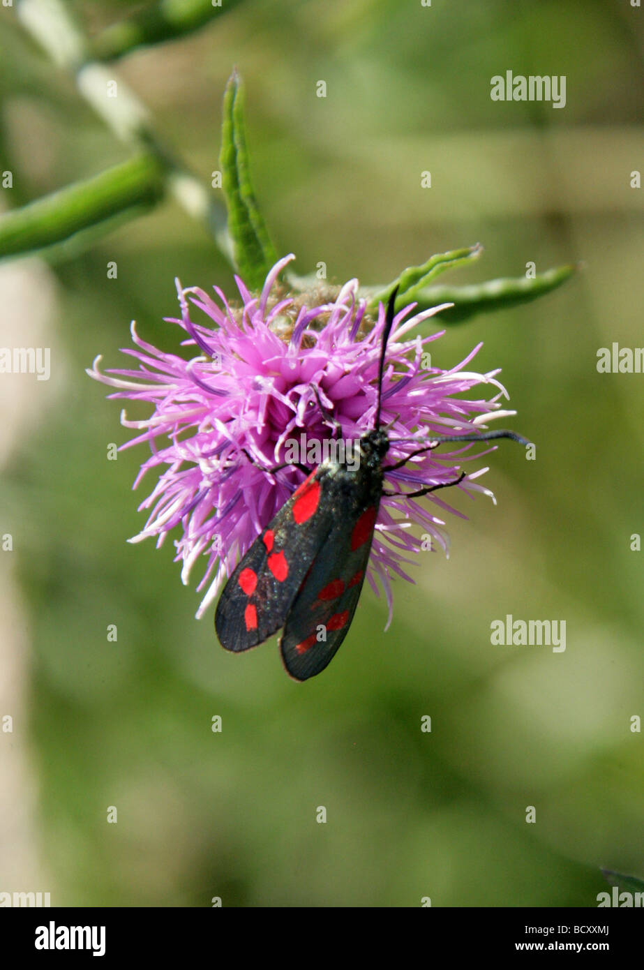 Six Spot Burnet Moths, Zygaena filipendulae, Zygaenidae, Lepidoptera on ...