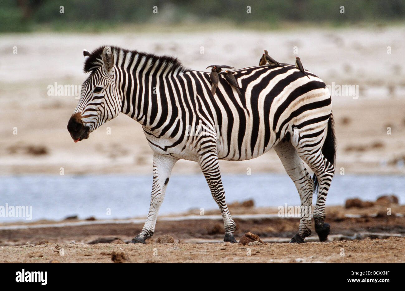 Skins of zebras hi-res stock photography and images - Alamy