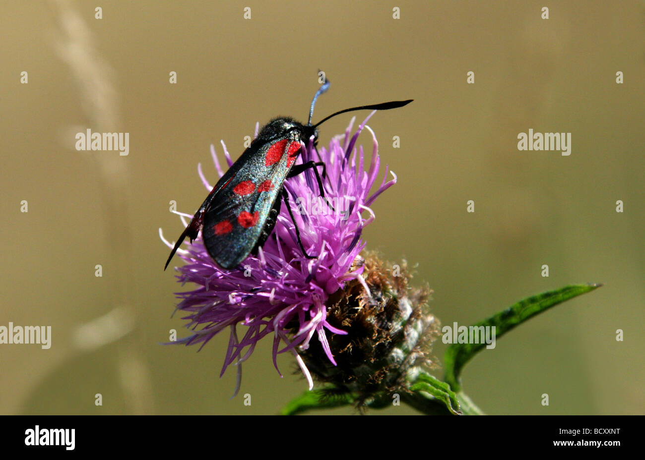 Six Spot Burnet Moth, Zygaena filipendulae, Zygaenidae, Lepidoptera. On ...