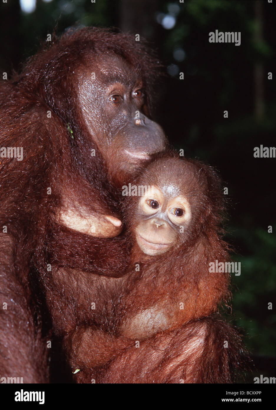 pongo pygmaeus / orangutan Stock Photo - Alamy