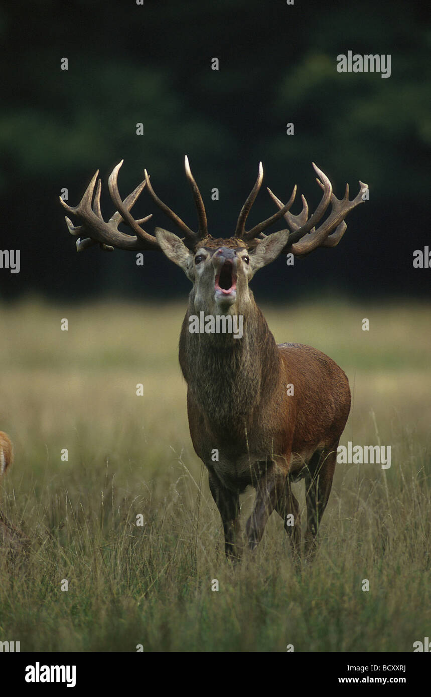 Deer scream hi-res stock photography and images - Alamy