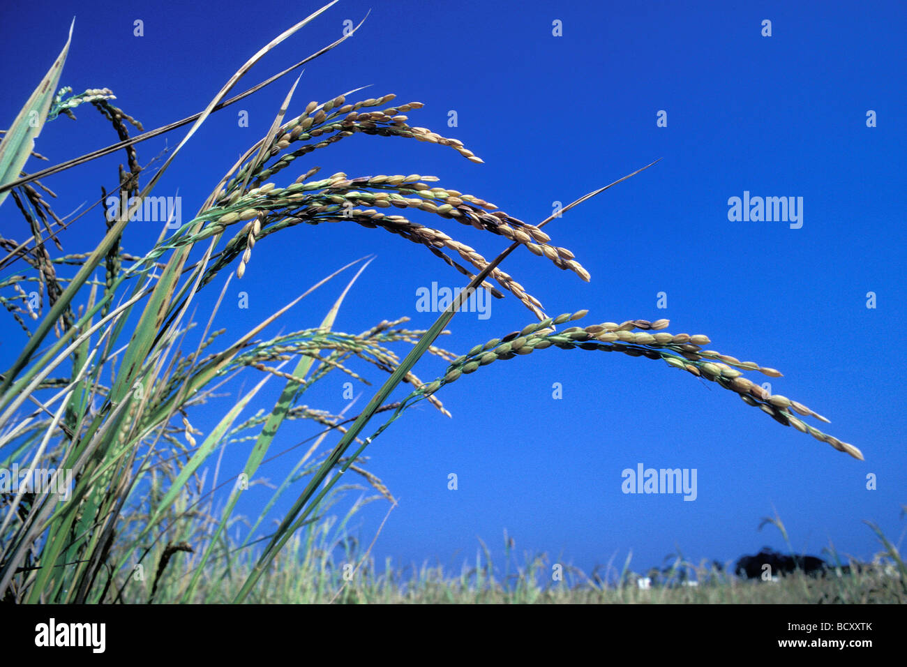 Close up of rice crop ready for harvesting Southern Nepal Stock Photo ...