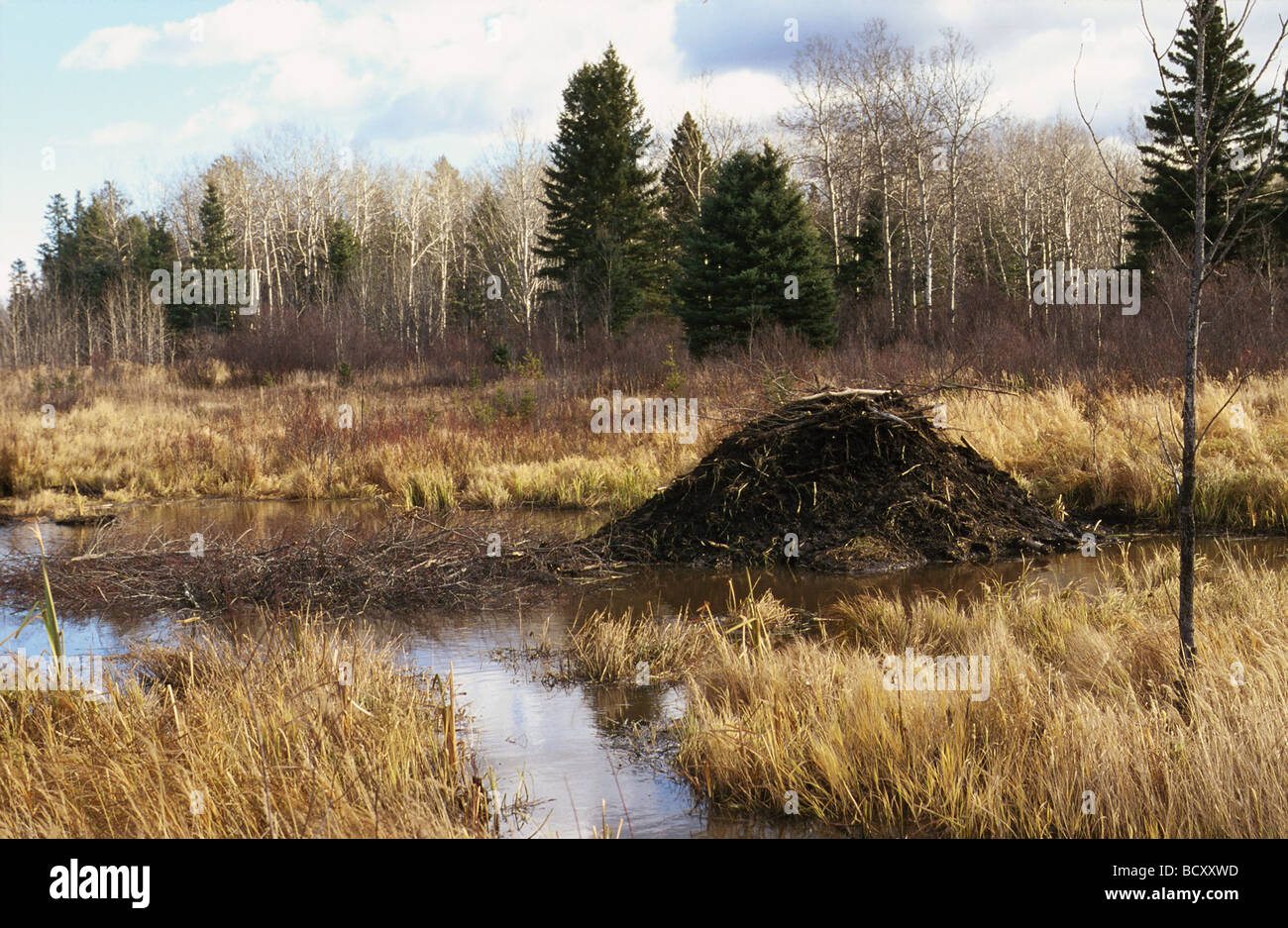 (Castor fiber ) Eurasian beaver Stock Photo - Alamy