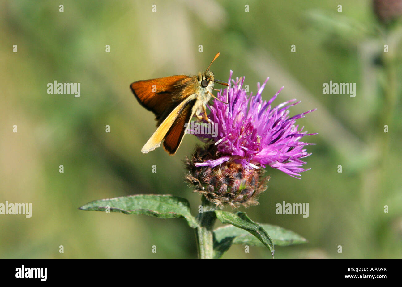 Small Skipper Butterfly, Thymelicus sylvestris, Hesperiidae ...