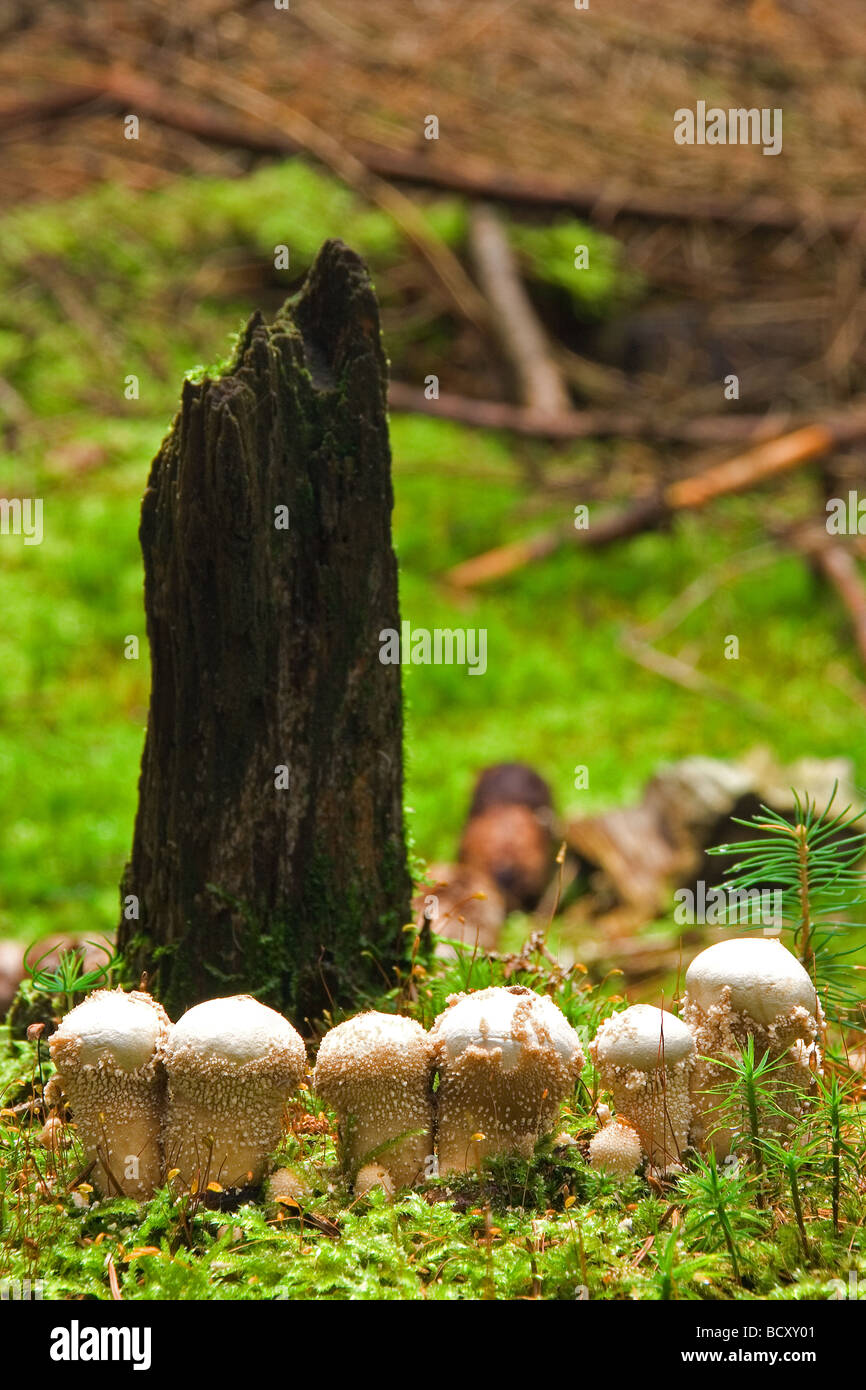 group of puffballs Stock Photo - Alamy
