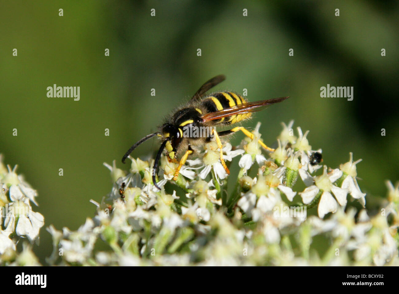 Hymenoptera: vespidae hi-res stock photography and images - Alamy