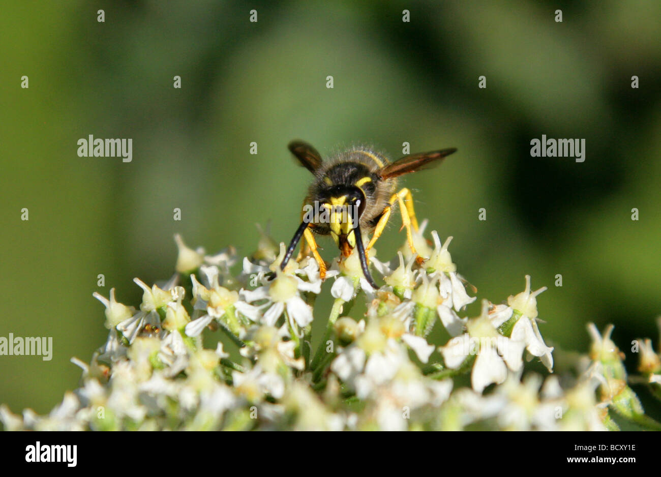 Common Wasp, Vespula vulgaris, Vespidae, Vespoidea, Hymenoptera Stock ...