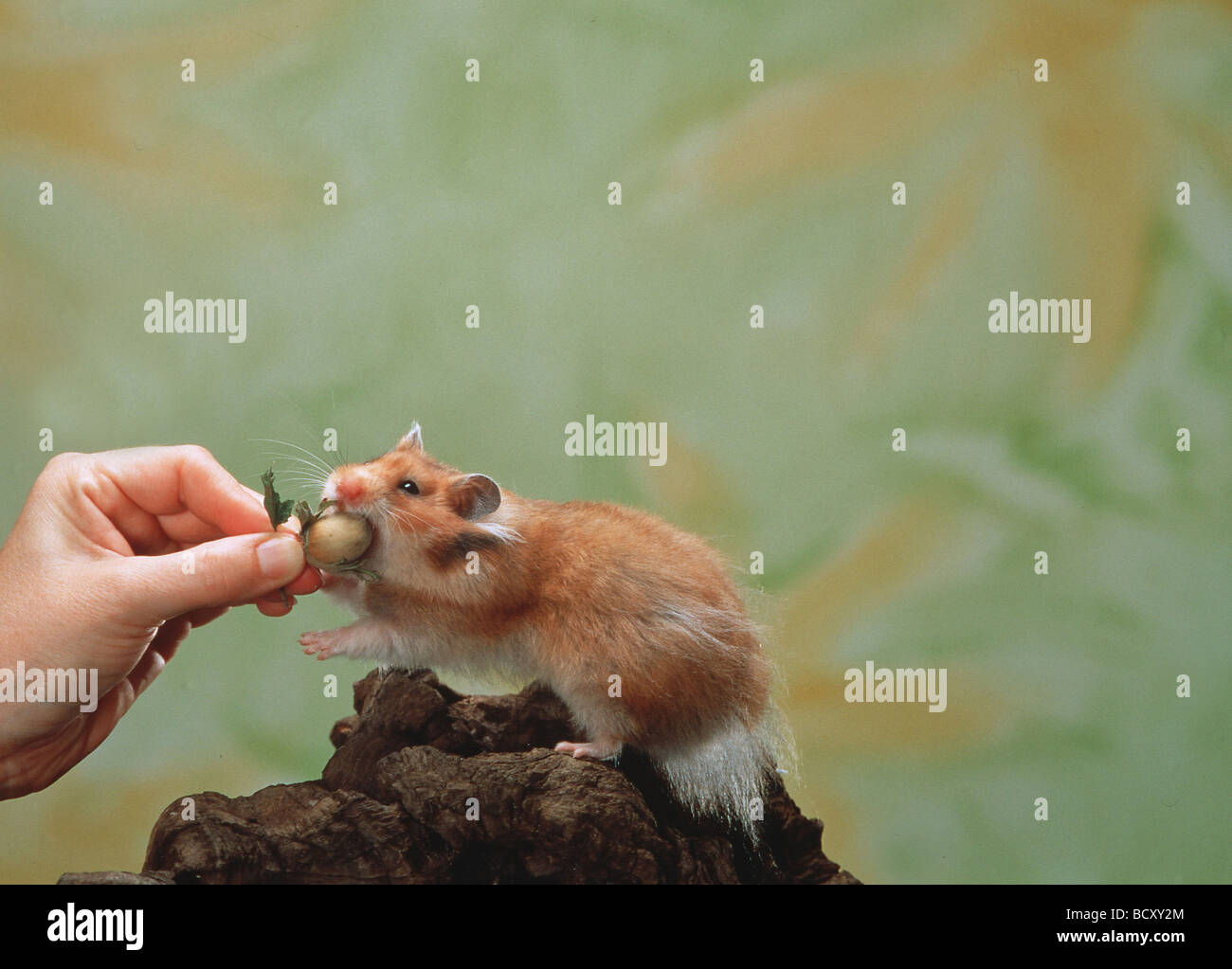 mesocricetus auratus / golden hamster Stock Photo - Alamy
