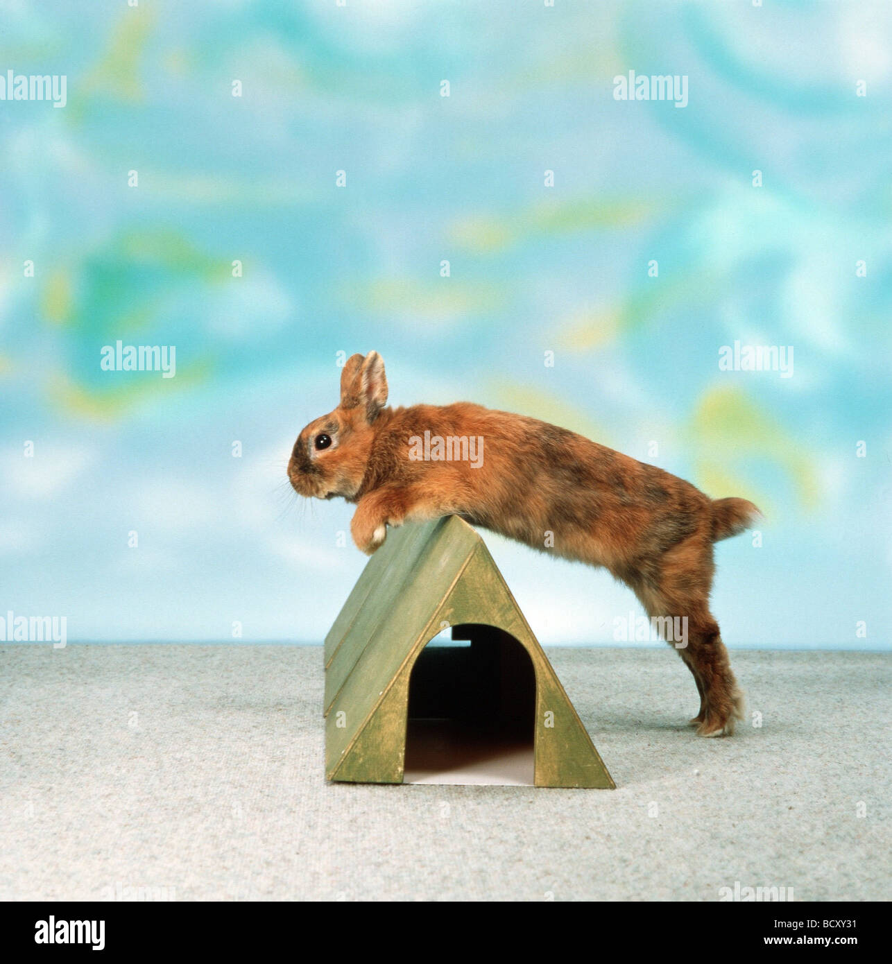 Dwarf Rabbit jumping over a wooden hut Stock Photo - Alamy