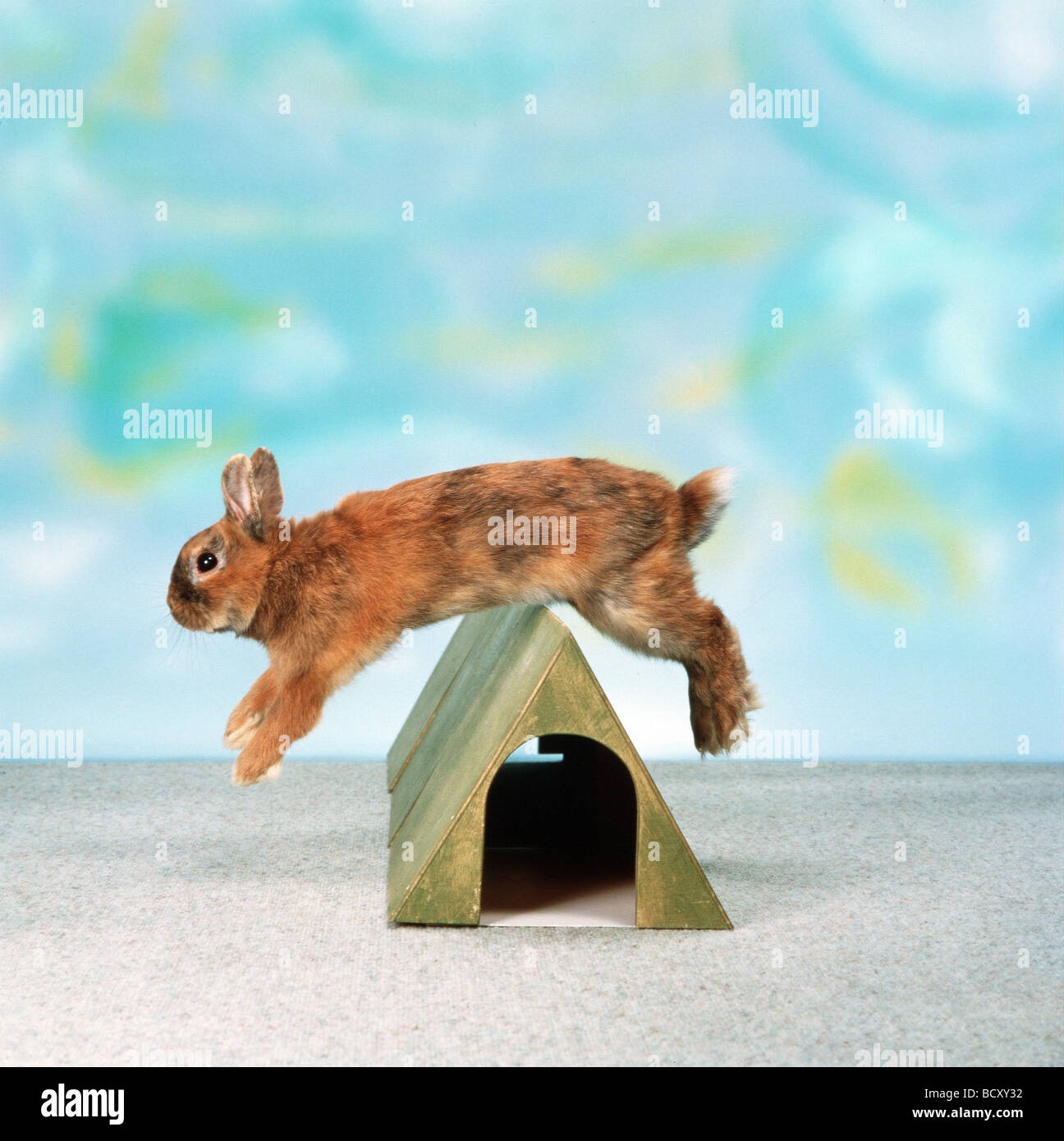Dwarf Rabbit jumping over a wooden hut Stock Photo - Alamy