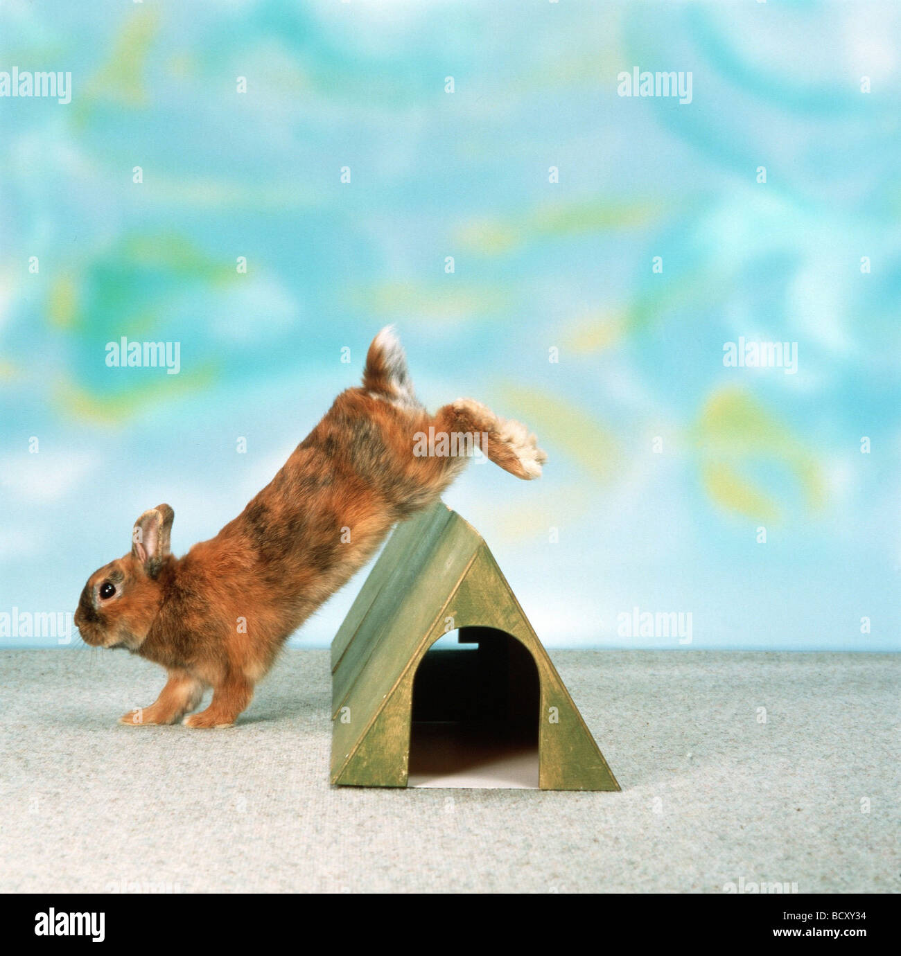 The leap of the rabbit hi-res stock photography and images - Alamy