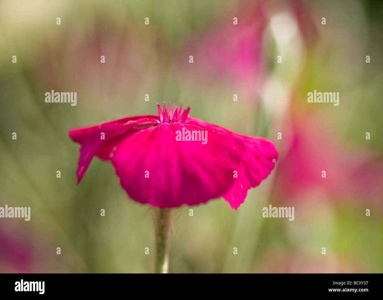 Pink flower growing in garden Stock Photo - Alamy