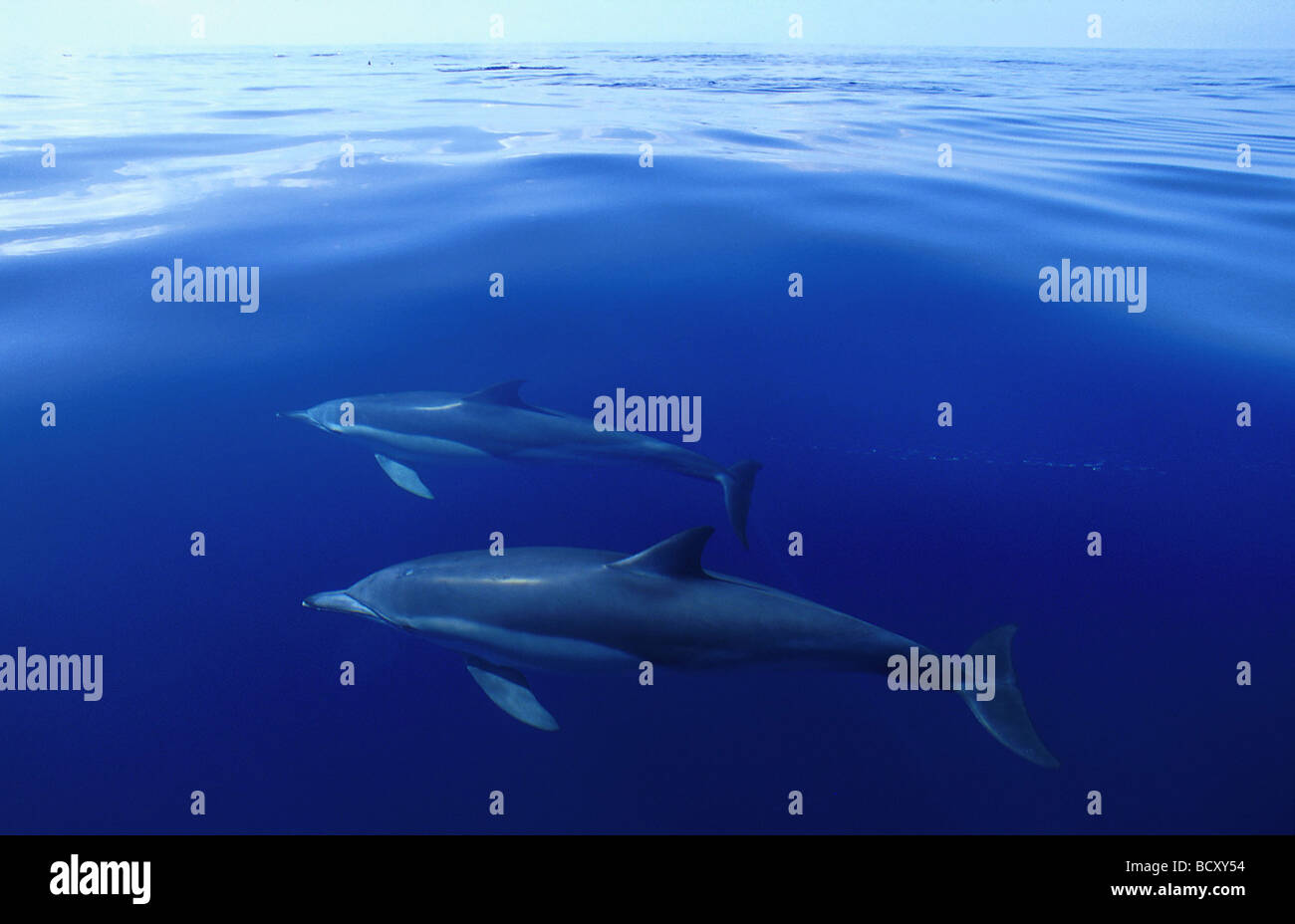 Common dolphin (Delphinus delphis). Female with young swimming close to ...