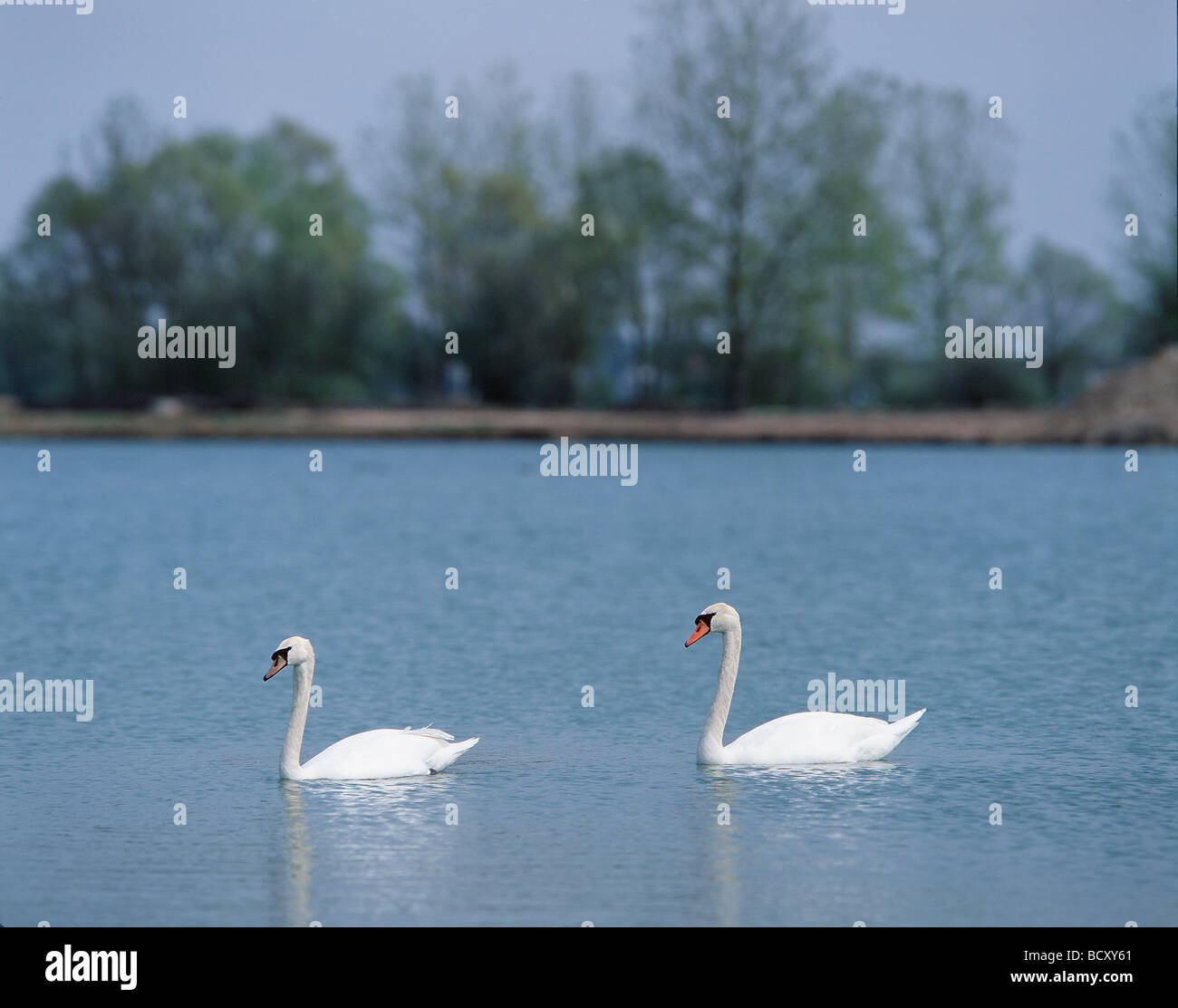 Cygnus olor / mute swans - two in water Stock Photo - Alamy