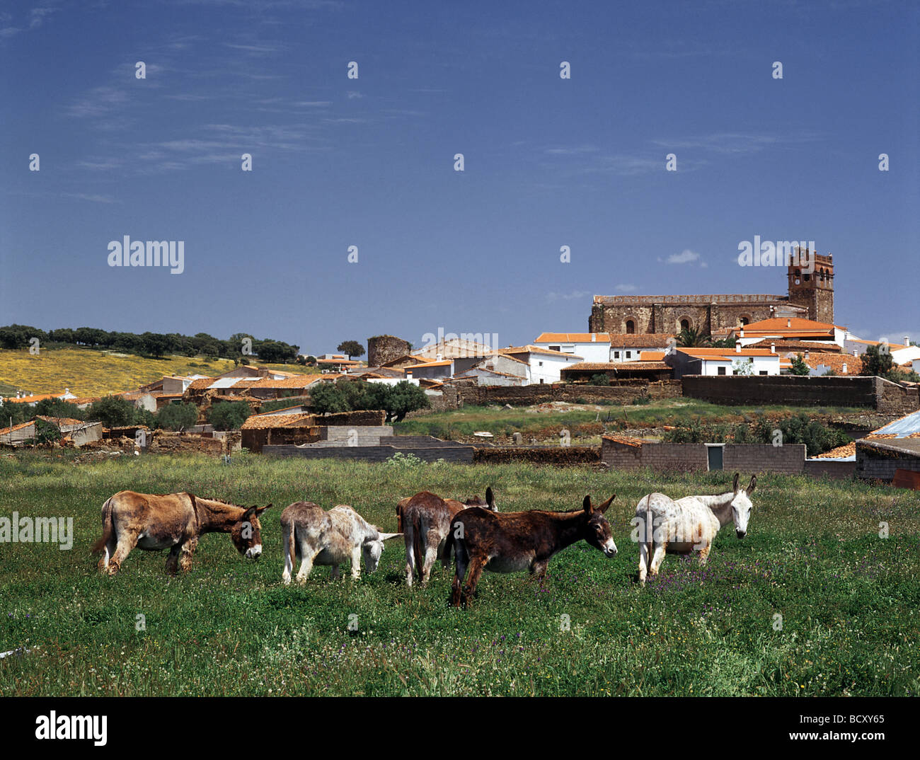 Donkey with packs hi-res stock photography and images - Alamy