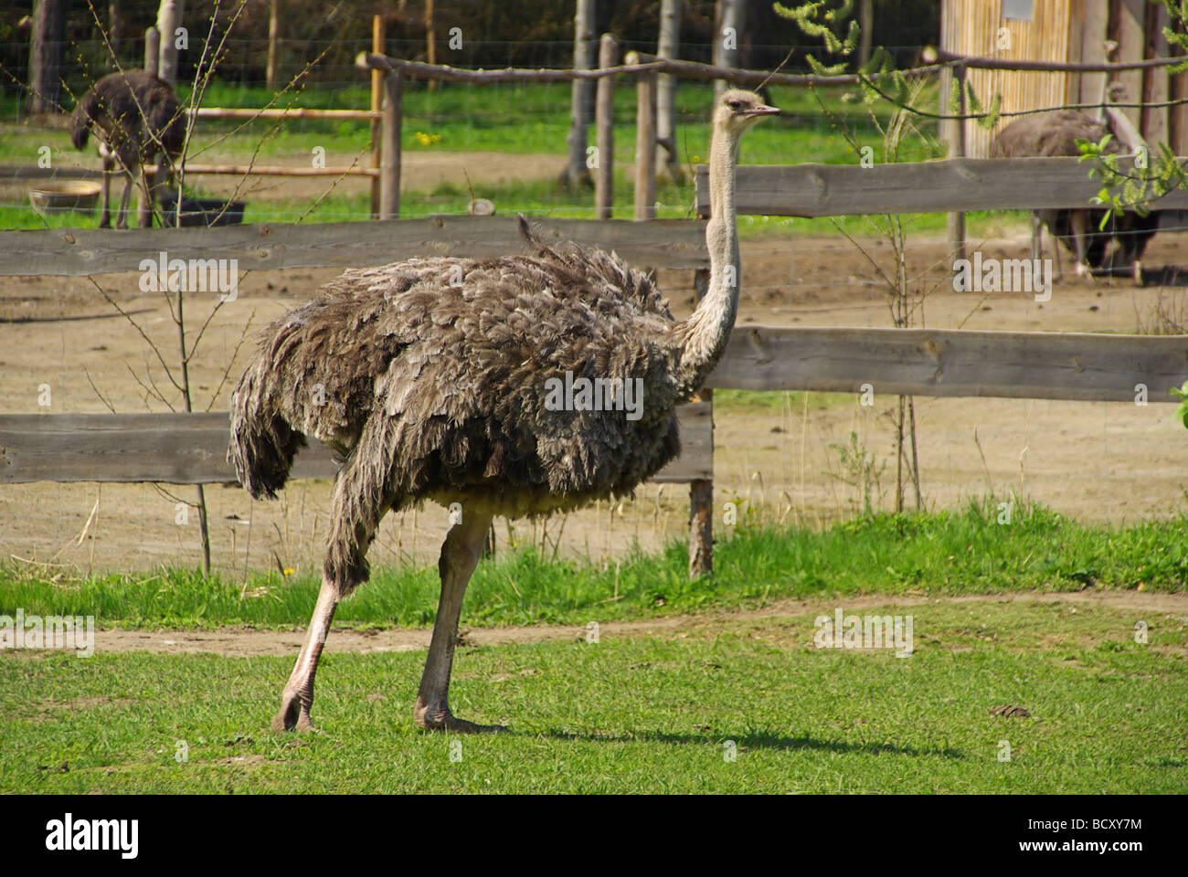 Strauß ostrich 02 Stock Photo - Alamy