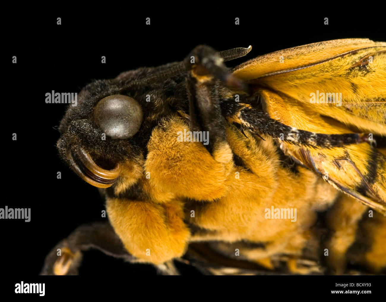 The deathshead hawk moth is surounded by dark mythes and legend Stock ...