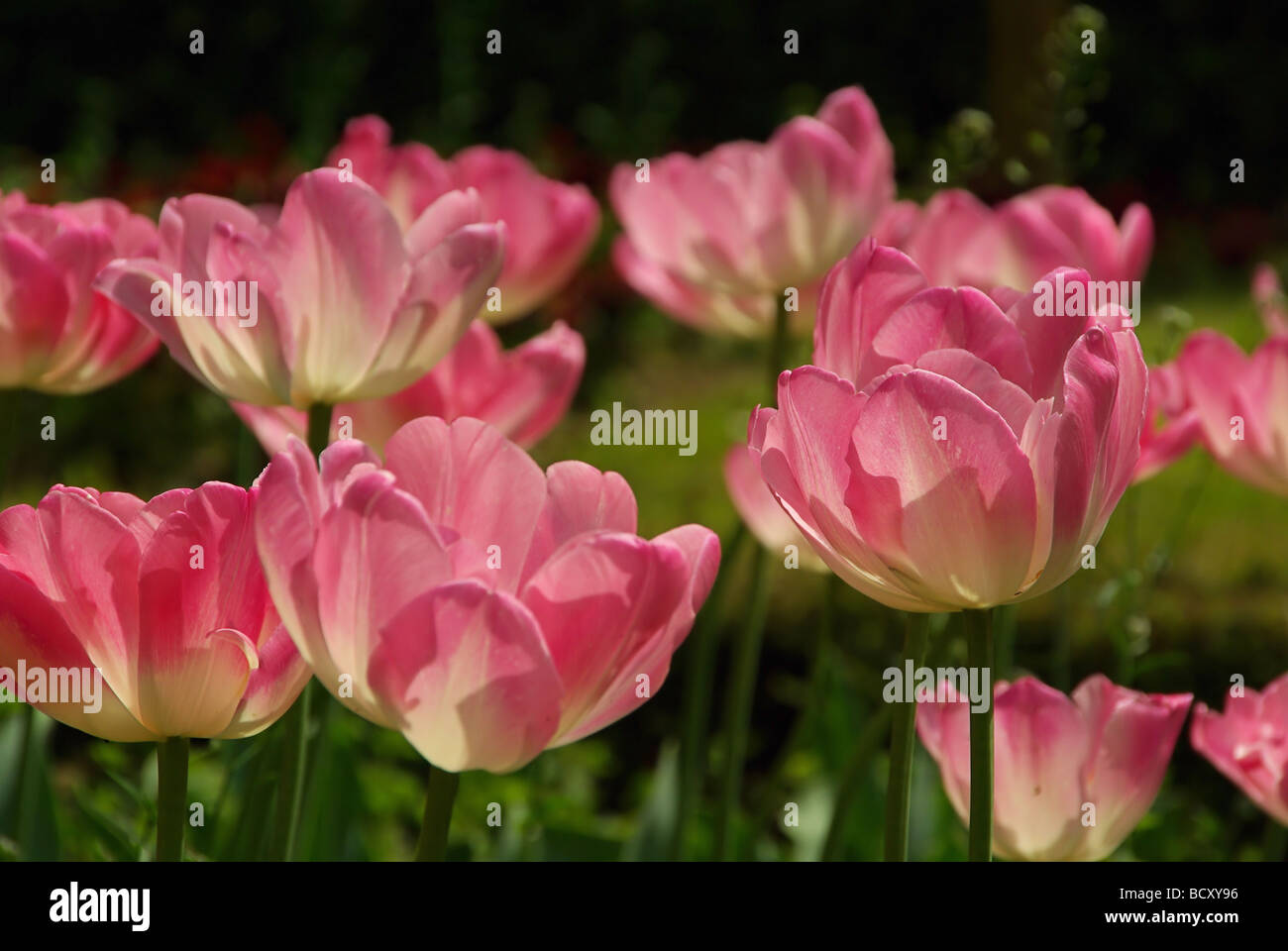 Tulip virus hi-res stock photography and images - Alamy