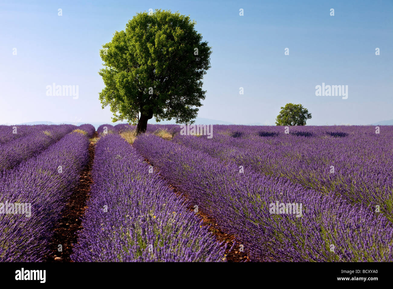 Lavende High Resolution Stock Photography and Images - Alamy