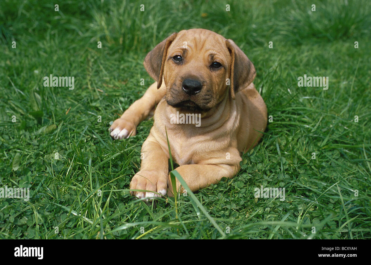 Rhodesien ridgeback hi-res stock photography and images - Alamy