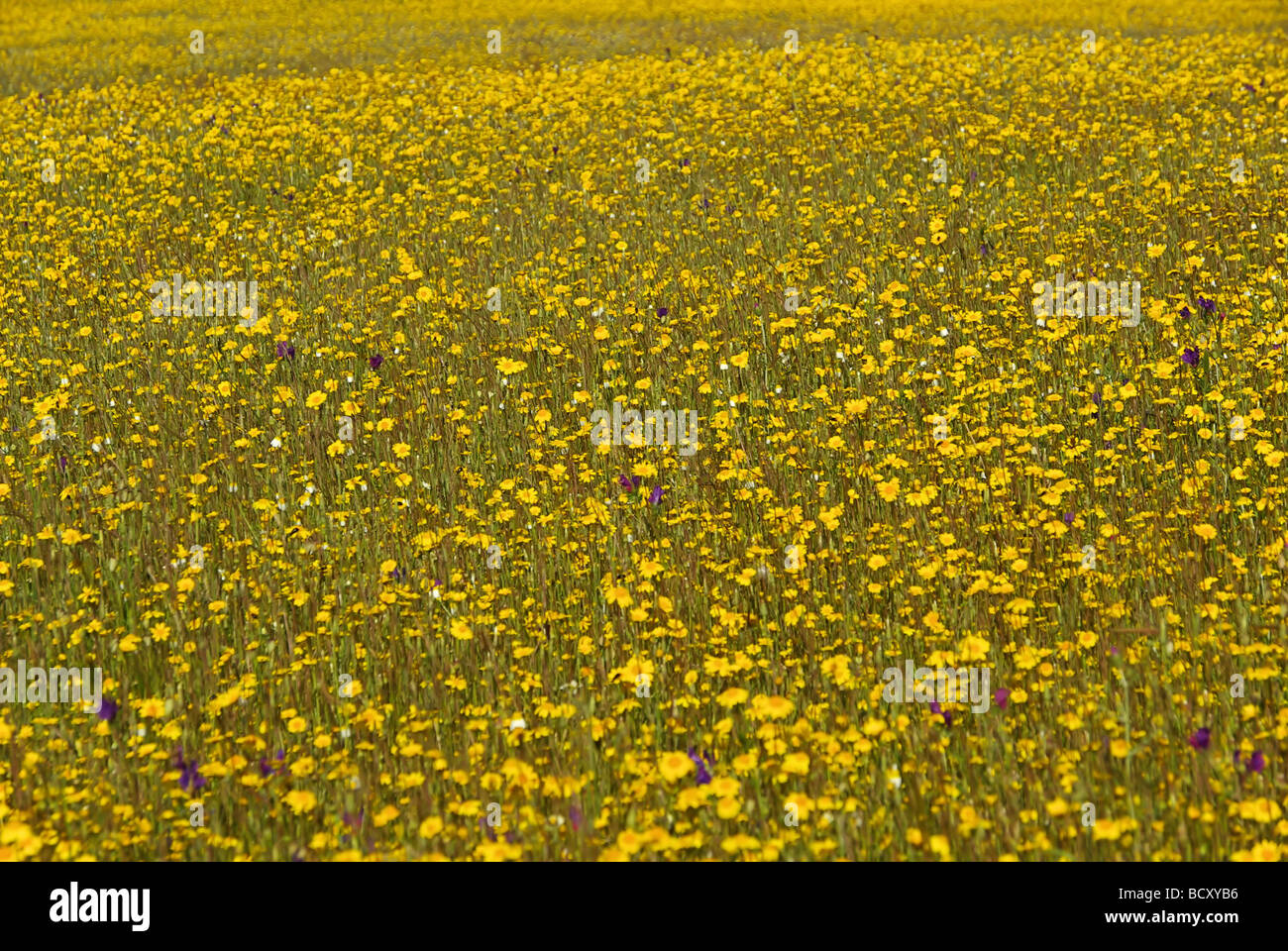 Rank grass hi-res stock photography and images - Alamy