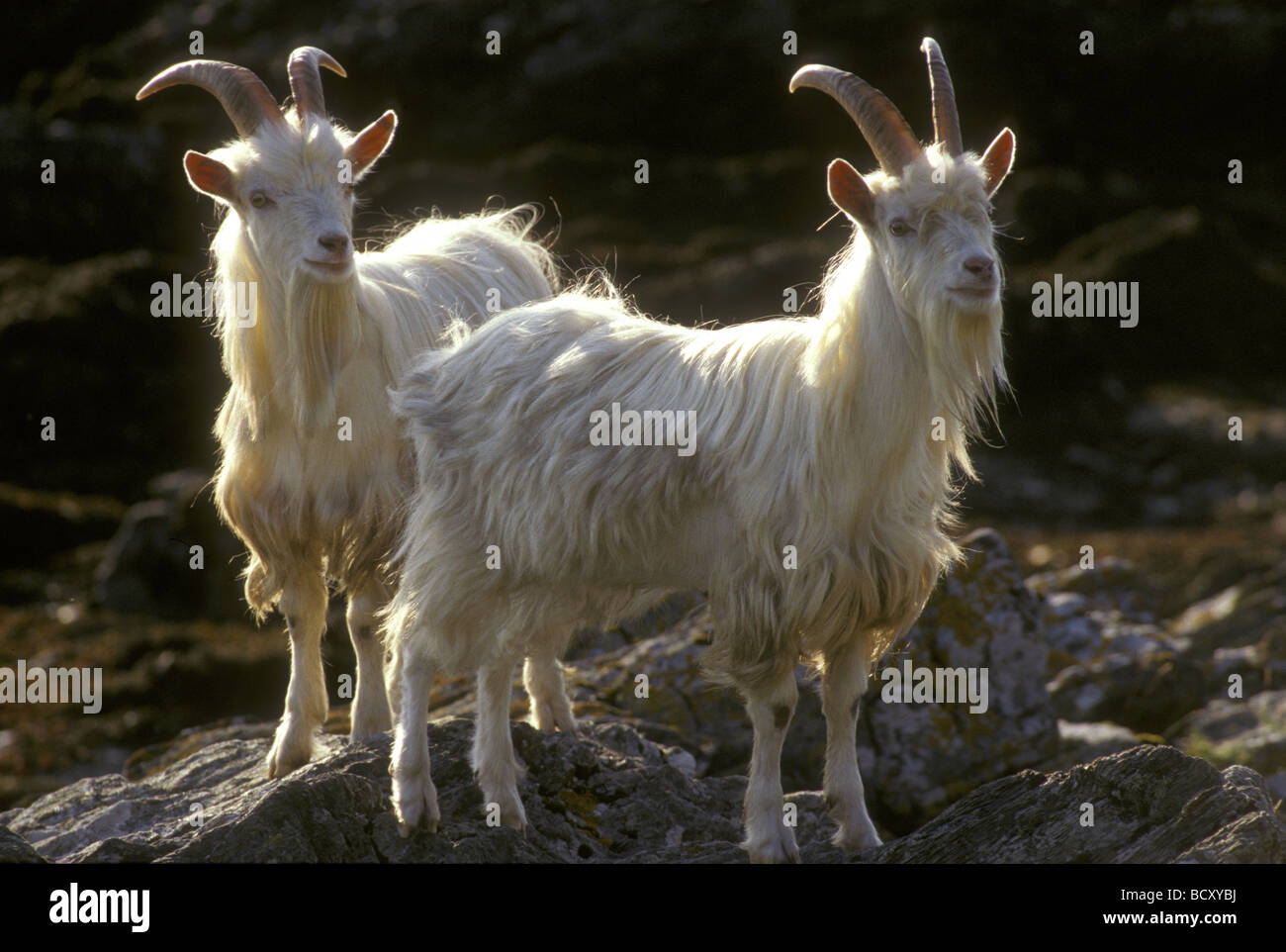Wild feral goats Carradale Bay Mull of Kintyre Scotland UK Stock Photo ...