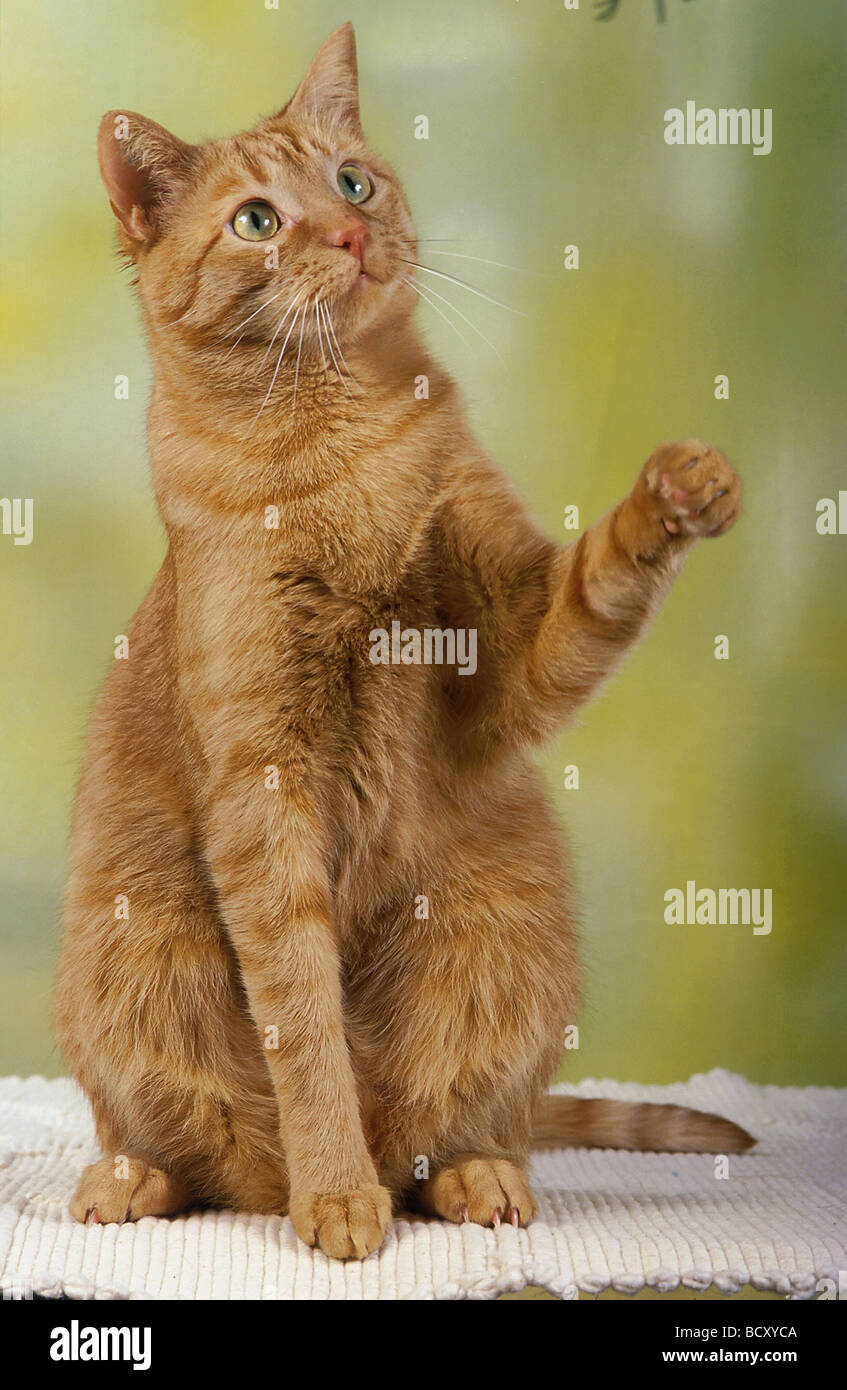 Front paws raised hi-res stock photography and images - Alamy