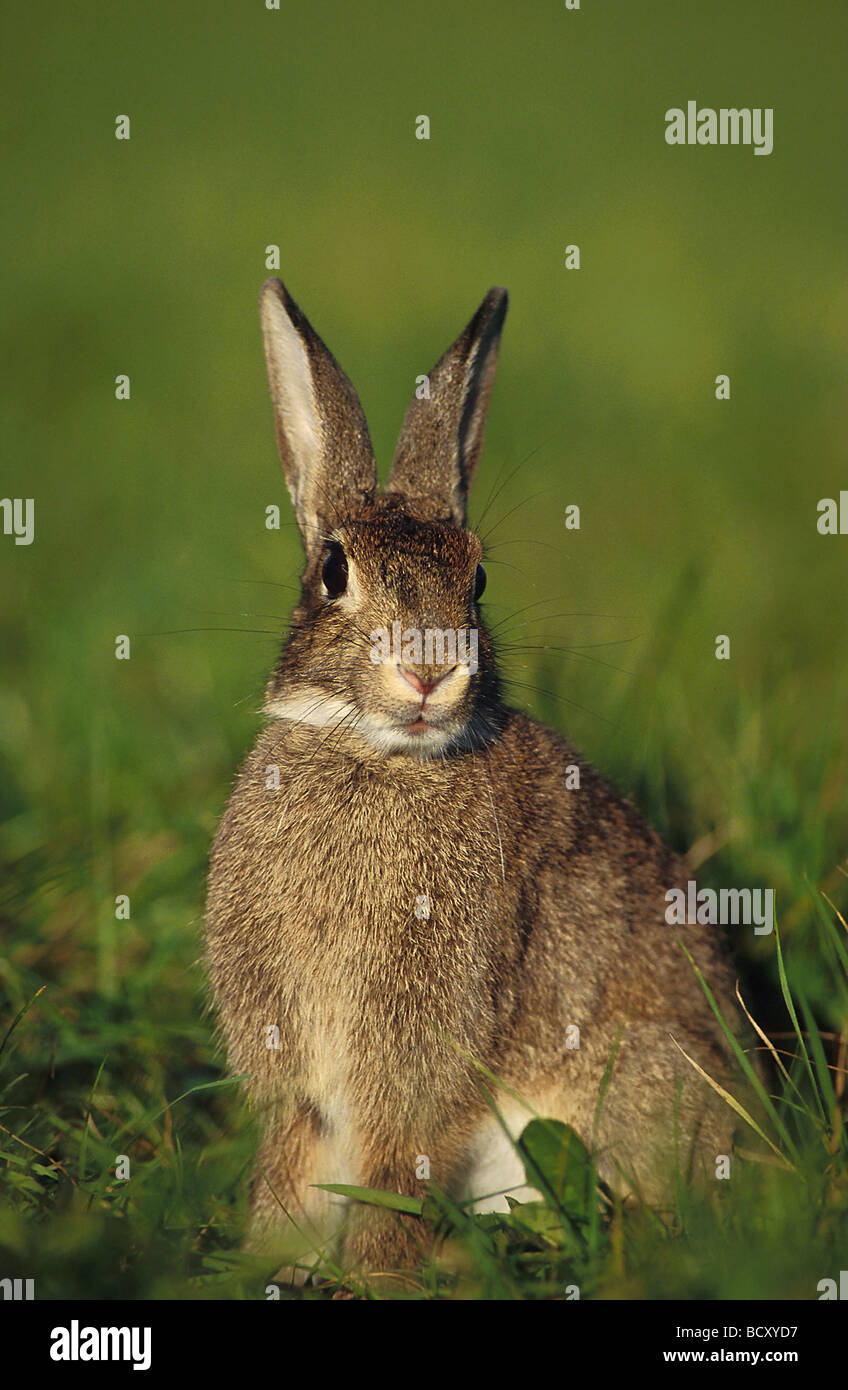 oryctolagus cuniculus / Old World rabbit Stock Photo - Alamy