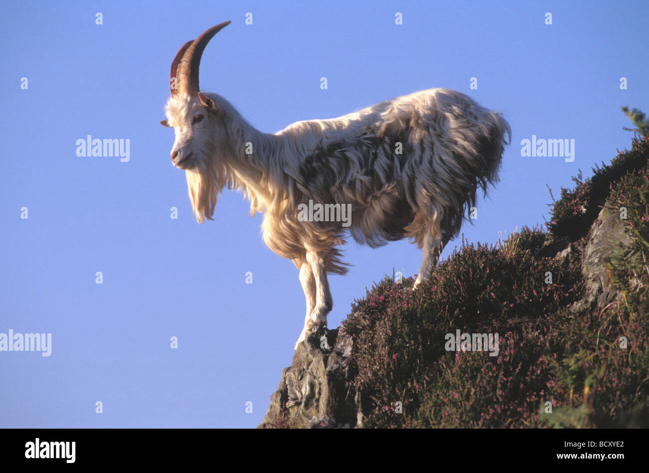 Wild feral goat Carradale Bay Mull of Kintyre Scotland UK Stock Photo ...