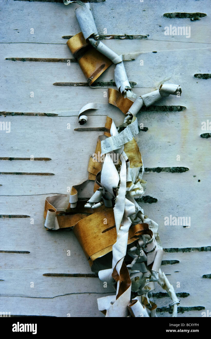 Birch bark hi-res stock photography and images - Alamy
