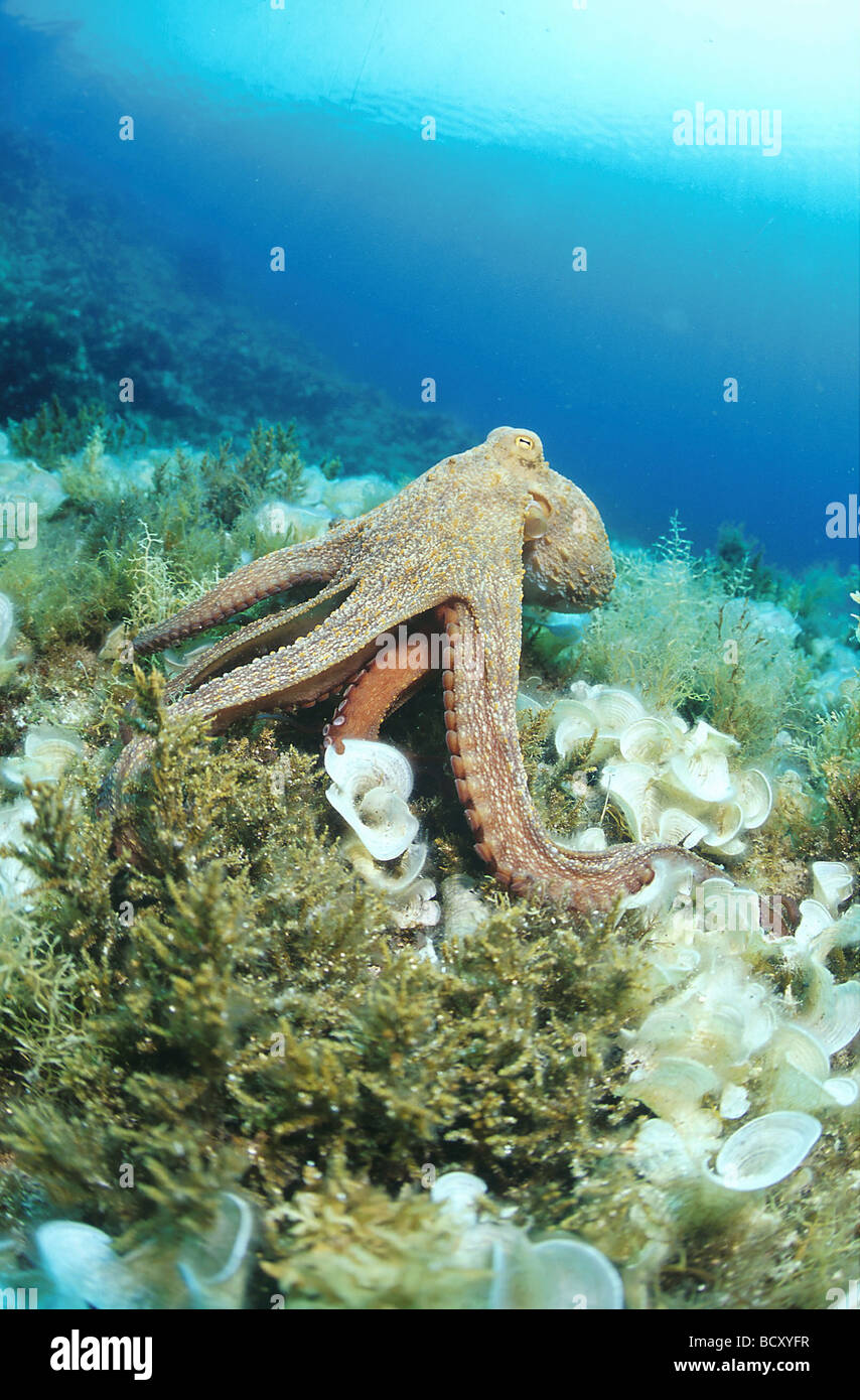 octopus vulgaris / common octopus Stock Photo - Alamy
