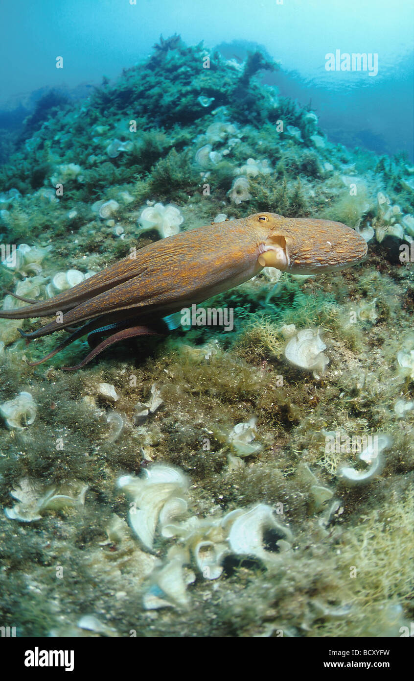 Common Octopus (Octopus vulgaris), swimming Stock Photo - Alamy