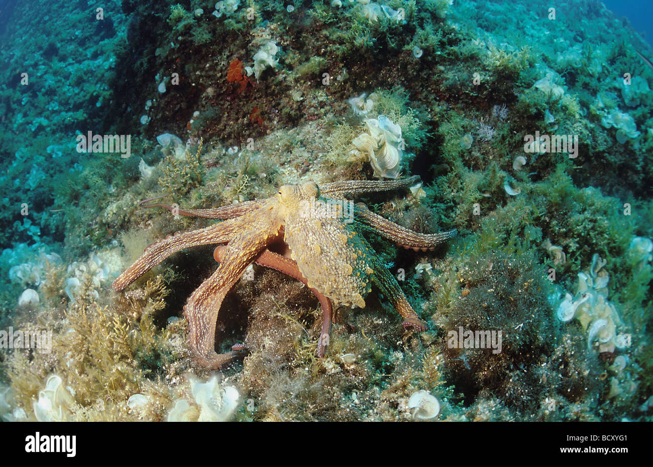 Common Octopus (Octopus vulgaris) on the sea floor Stock Photo - Alamy