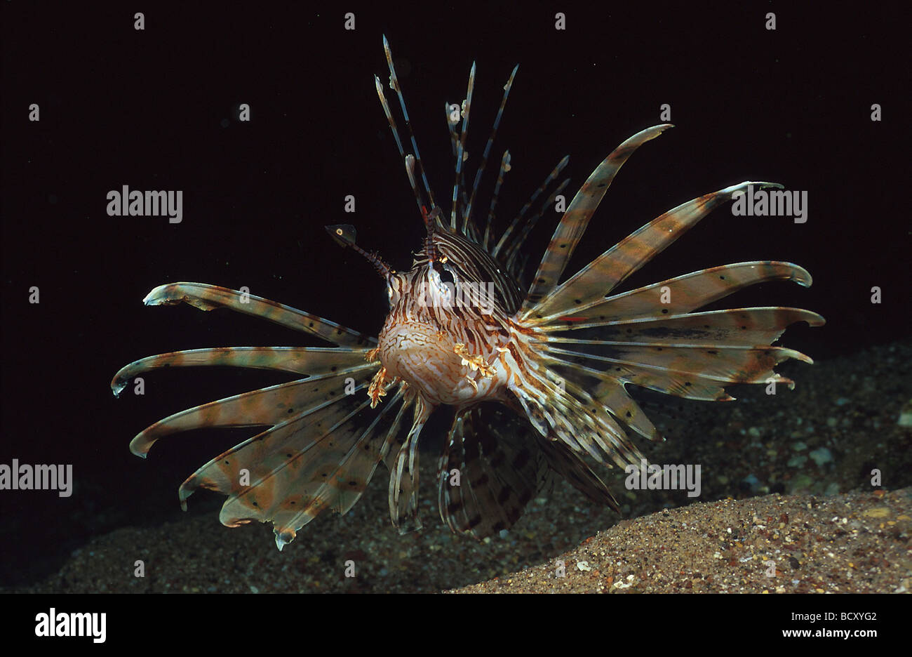 pterois volitans / red fire fish Stock Photo - Alamy
