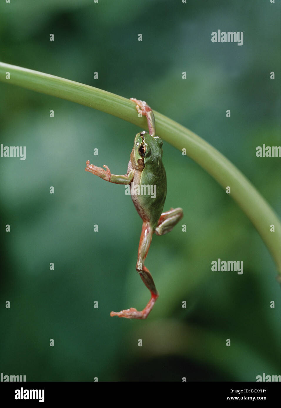 Frog Jump Exercise Hi Res Stock Photography And Images Alamy