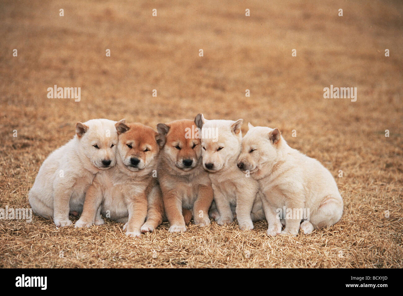 Pedigreee dog hi-res stock photography and images - Alamy