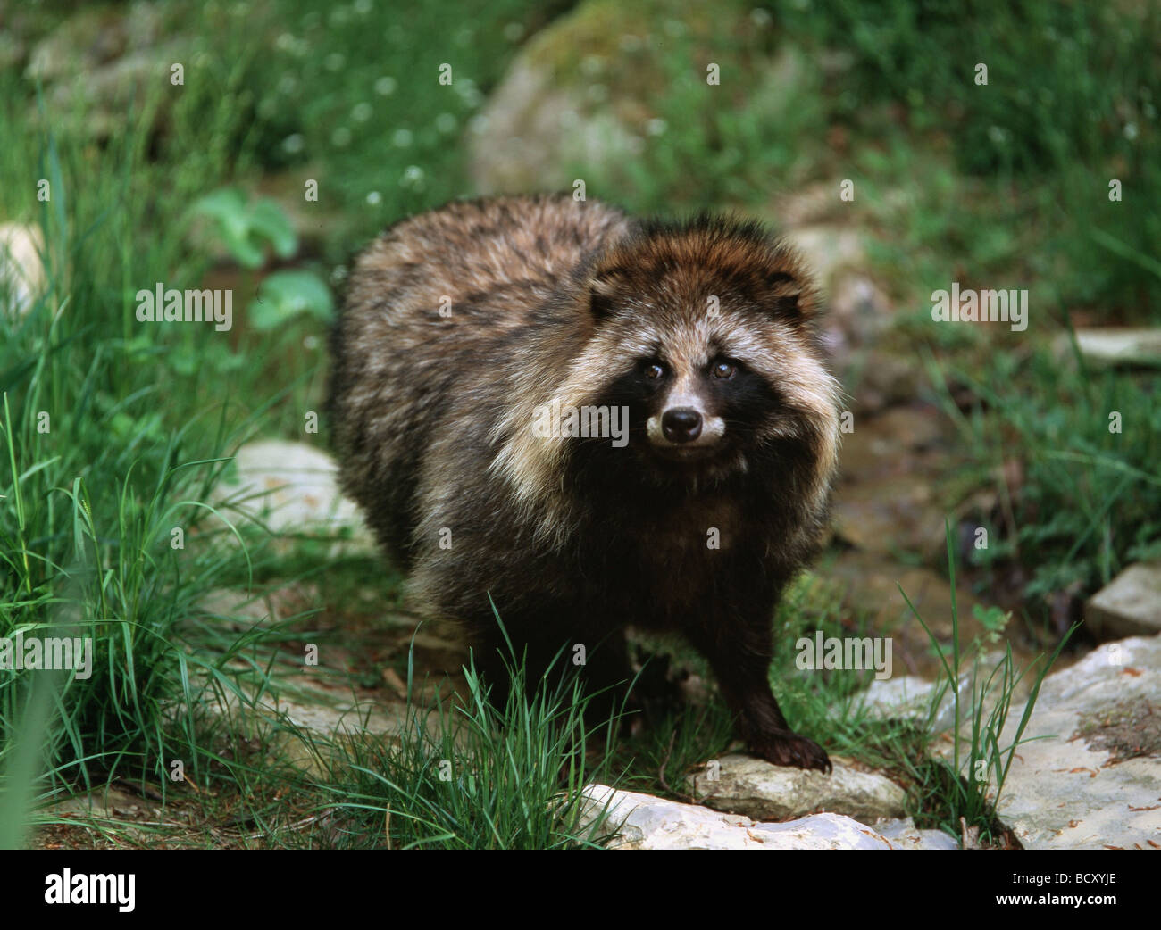 nyctereutes procyonoides / raccoon dog Stock Photo - Alamy