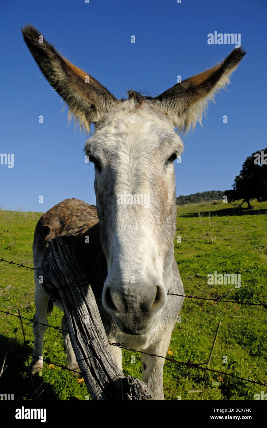 Portrait of Donkey standing next to fence post Stock Photo - Alamy
