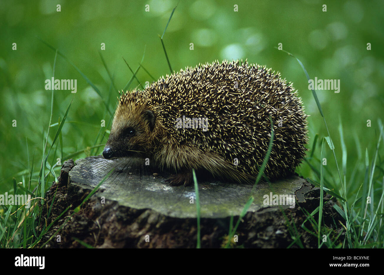 Hedgehogs and gymnures erinaceidae hi-res stock photography and images ...