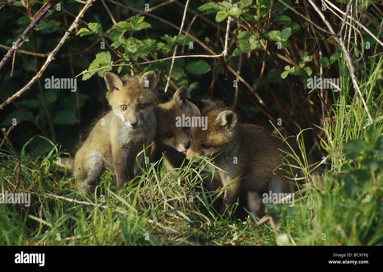 3 foxes hi-res stock photography and images - Alamy