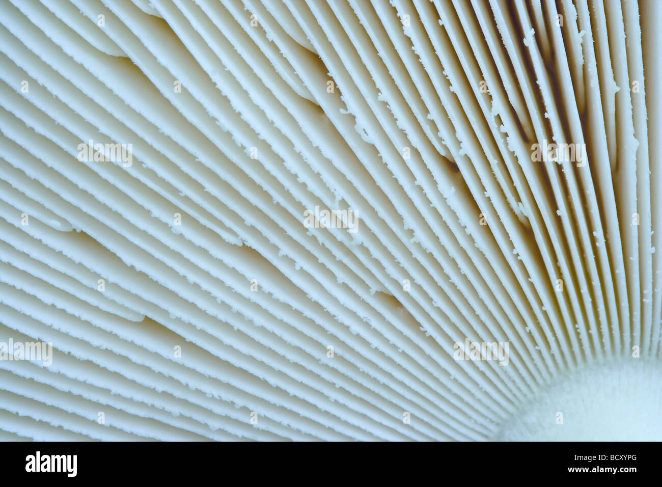lamellae (gills) of a fly agaric (Amanita muscaria Stock Photo - Alamy