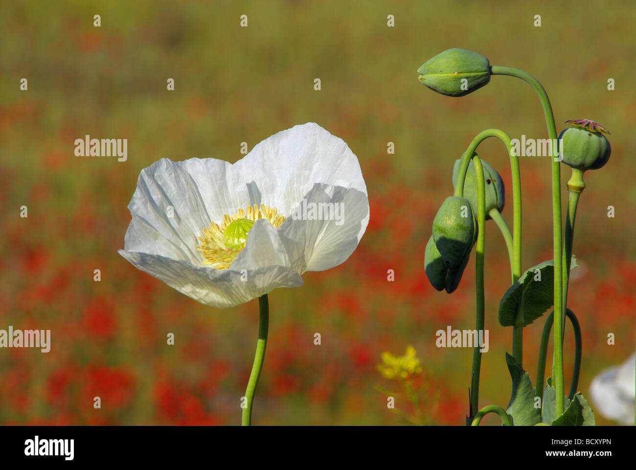 Mohn poppy 19 Stock Photo - Alamy