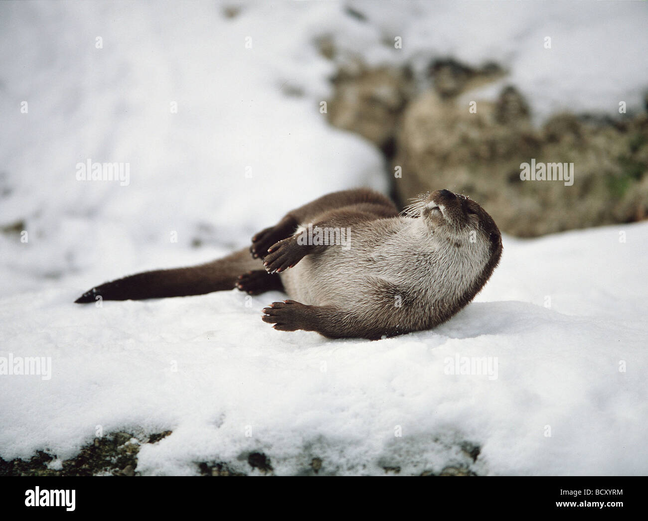 lutra lutra / European river otter Stock Photo - Alamy