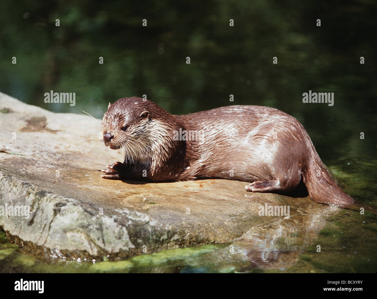 lutra lutra / European river otter Stock Photo - Alamy