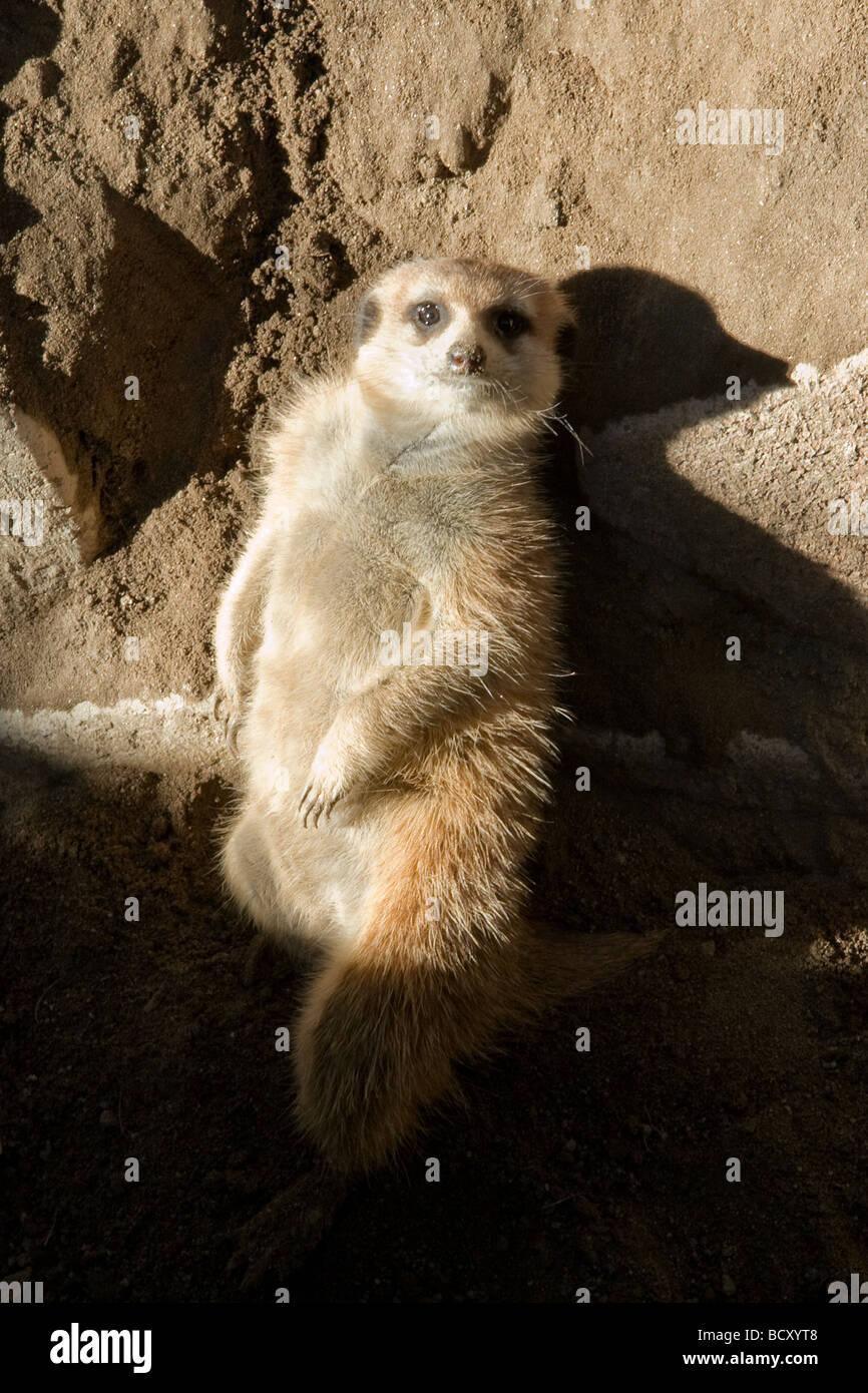 Observant animal hi-res stock photography and images - Alamy