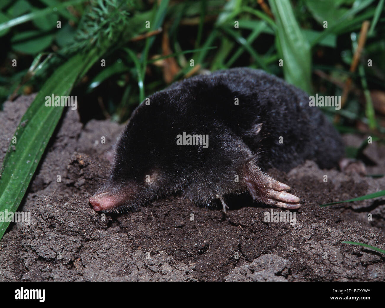 European mole (Talpa europaea Stock Photo - Alamy
